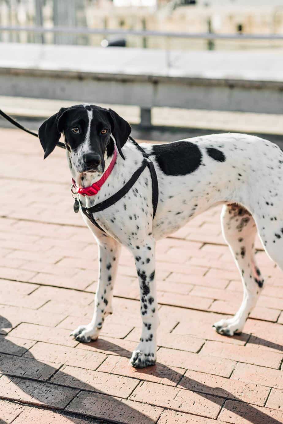 12 Catahoula Mix Dogs You Simply Have To See | Your Dog Advisor