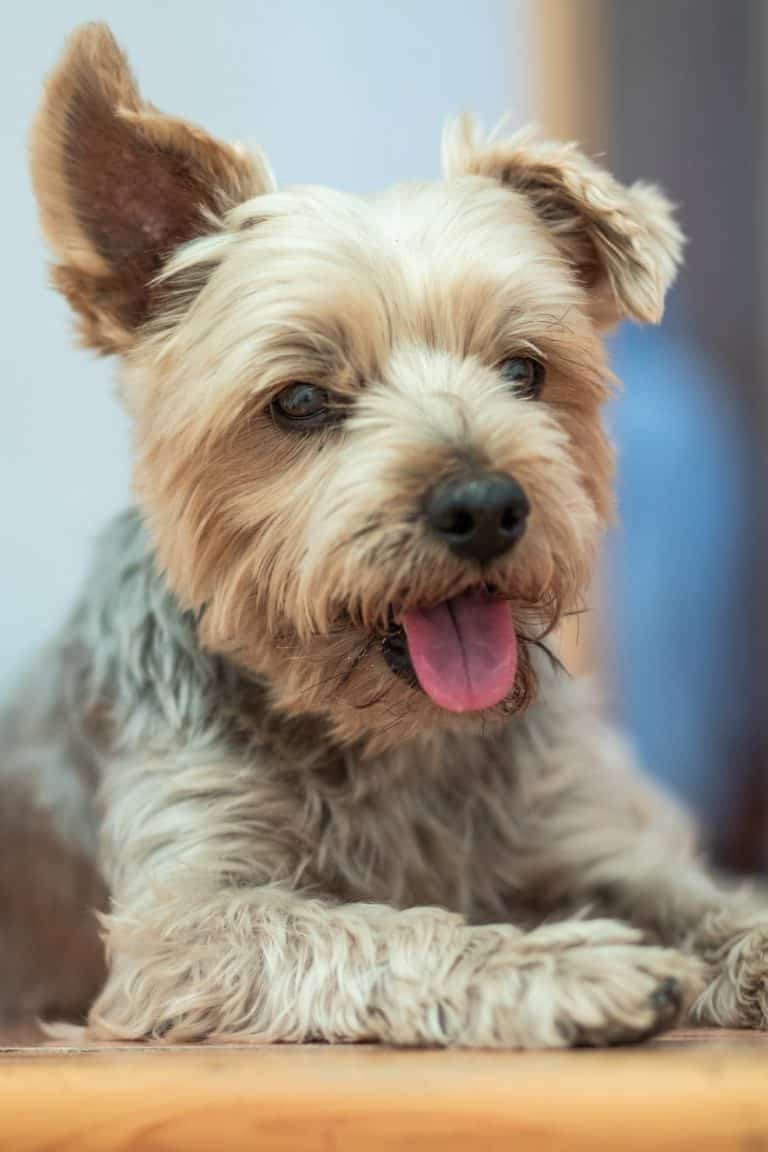 The Snorkie - Your Ultimate Breed Review | Your Dog Advisor
