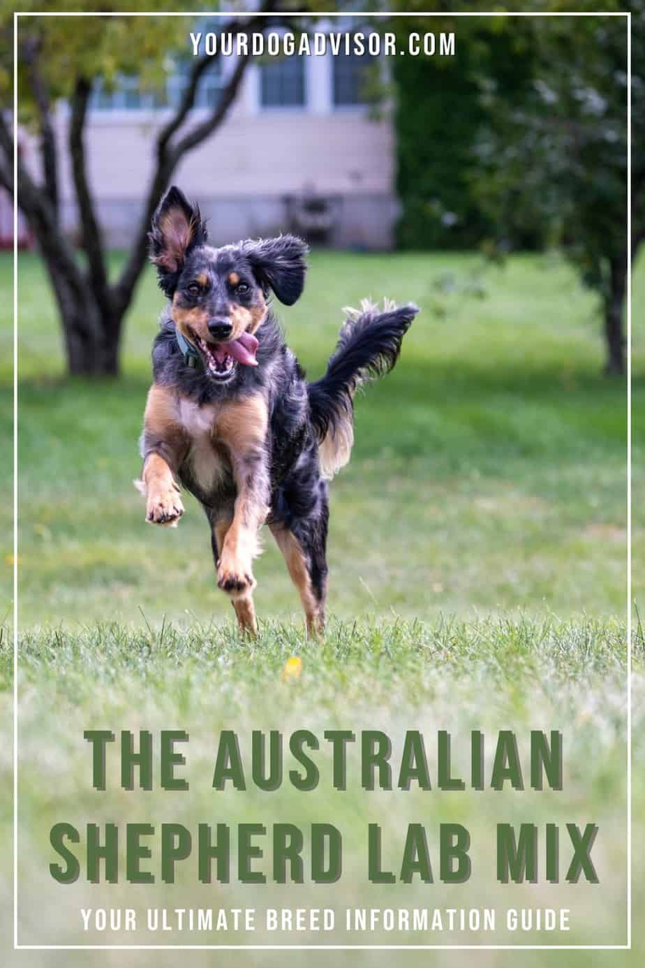 The Australian Shepherd Lab Mix - Your Ultimate Breed Information Guide ...