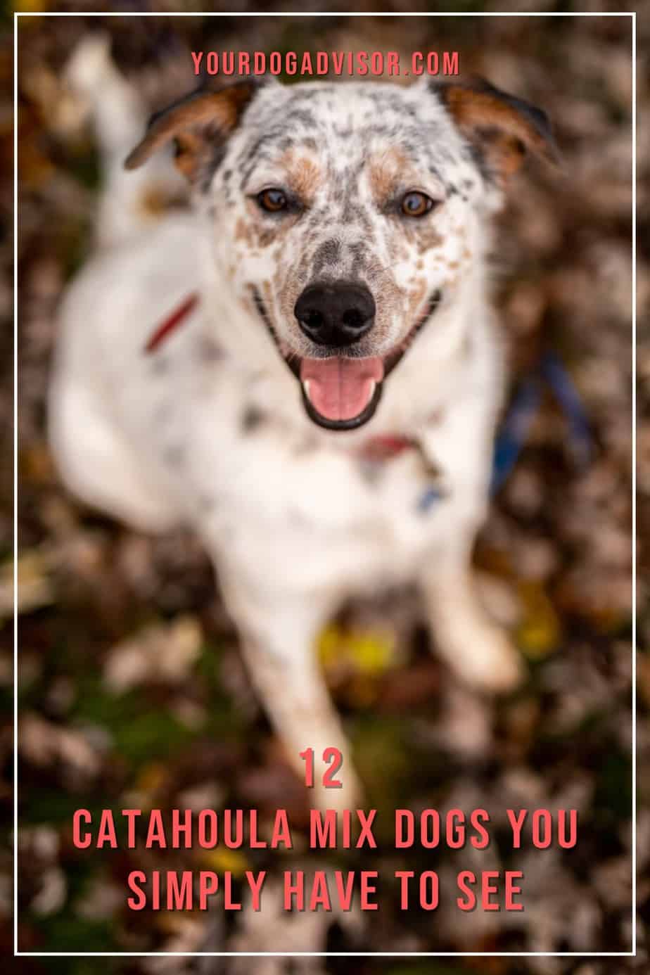 12 Catahoula Mix Dogs You Simply Have To See | Your Dog Advisor