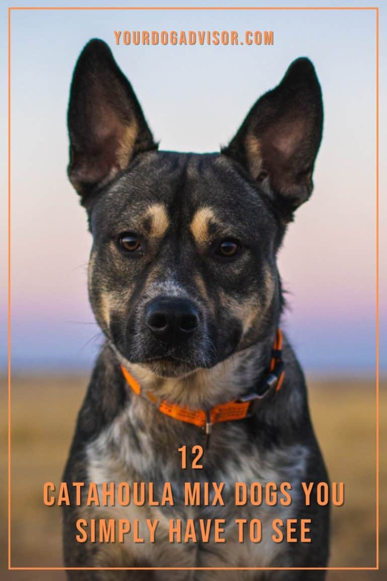 12 Catahoula Mix Dogs You Simply Have To See | Your Dog Advisor