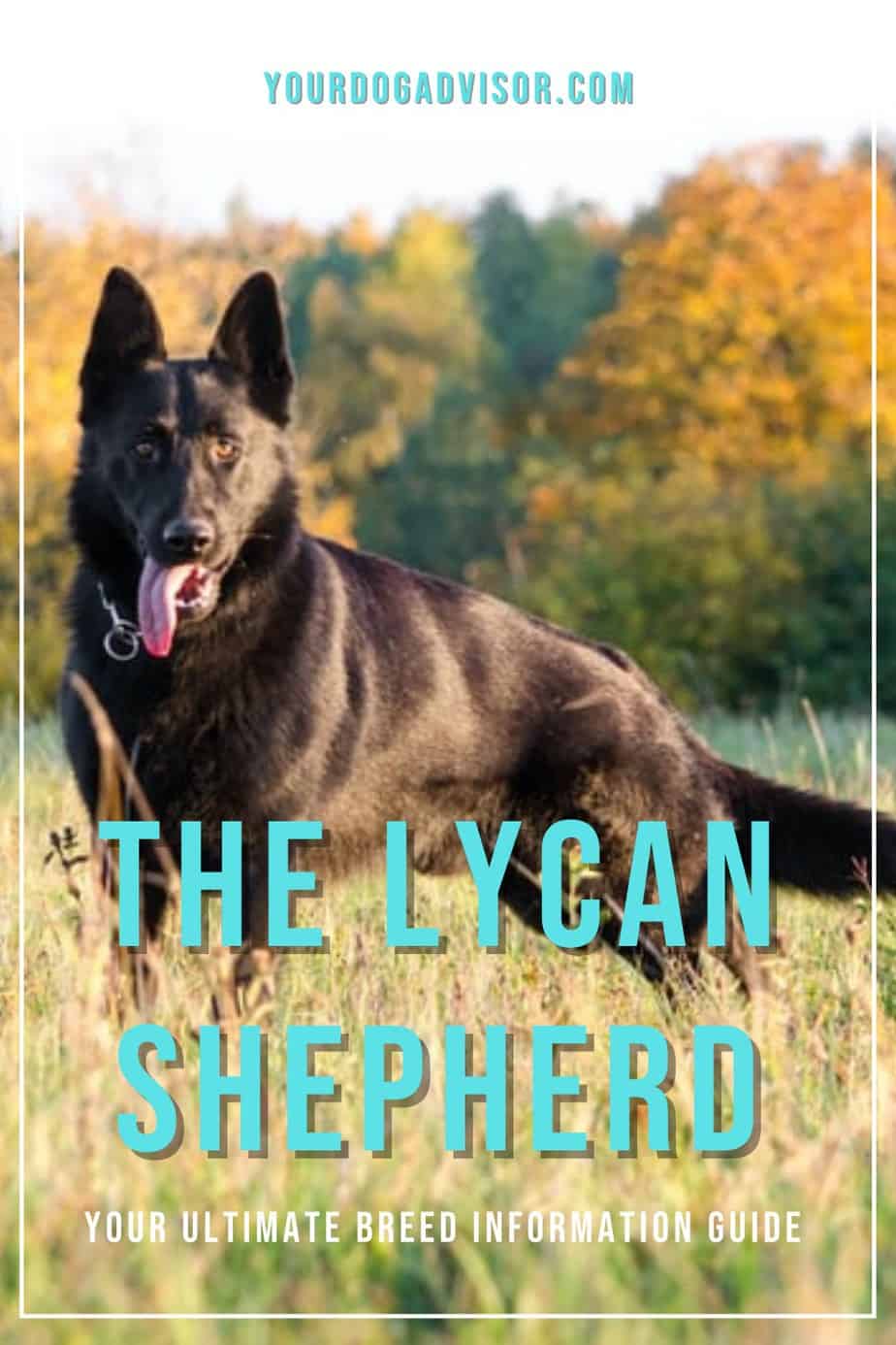 The Lycan Shepherd - Your Ultimate Breed Information Guide | Your Dog ...