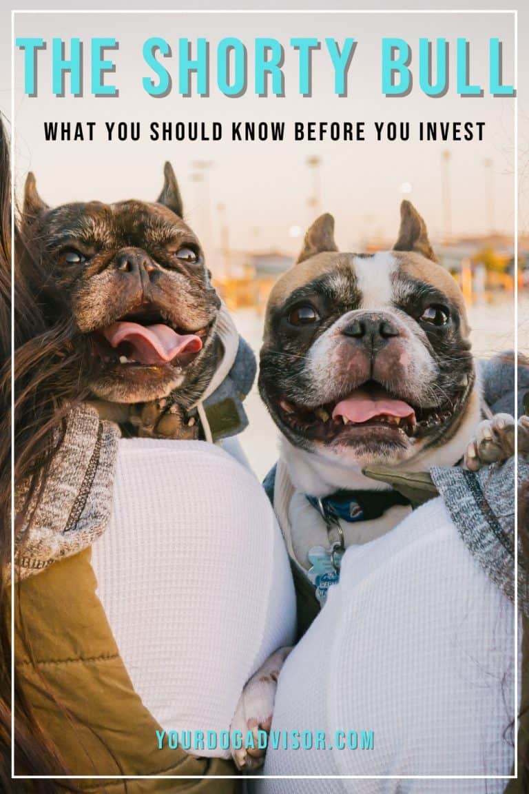 The Shorty Bull - What You Should Know Before You Invest | Your Dog Advisor