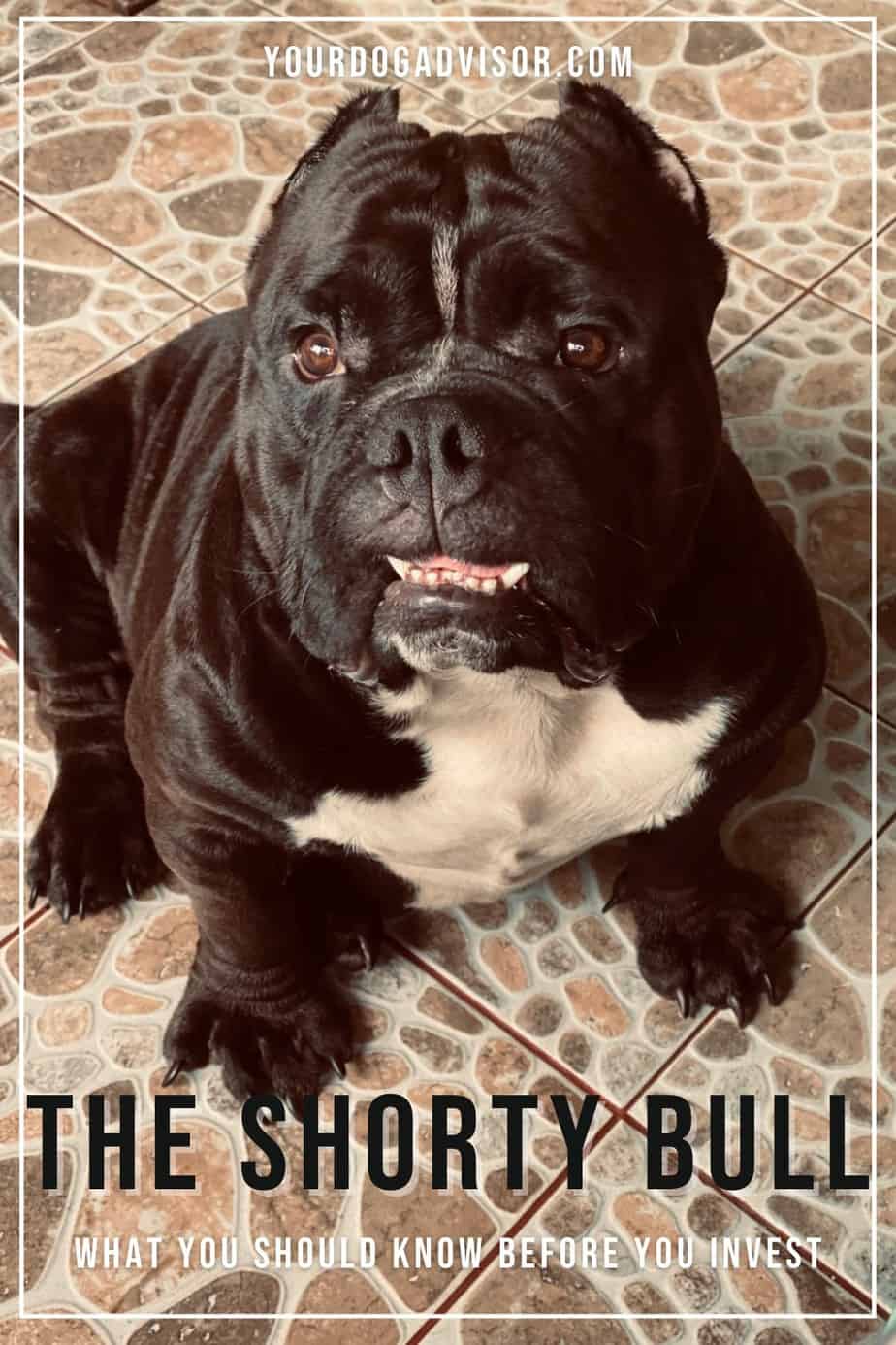 The Shorty Bull - What You Should Know Before You Invest | Your Dog Advisor
