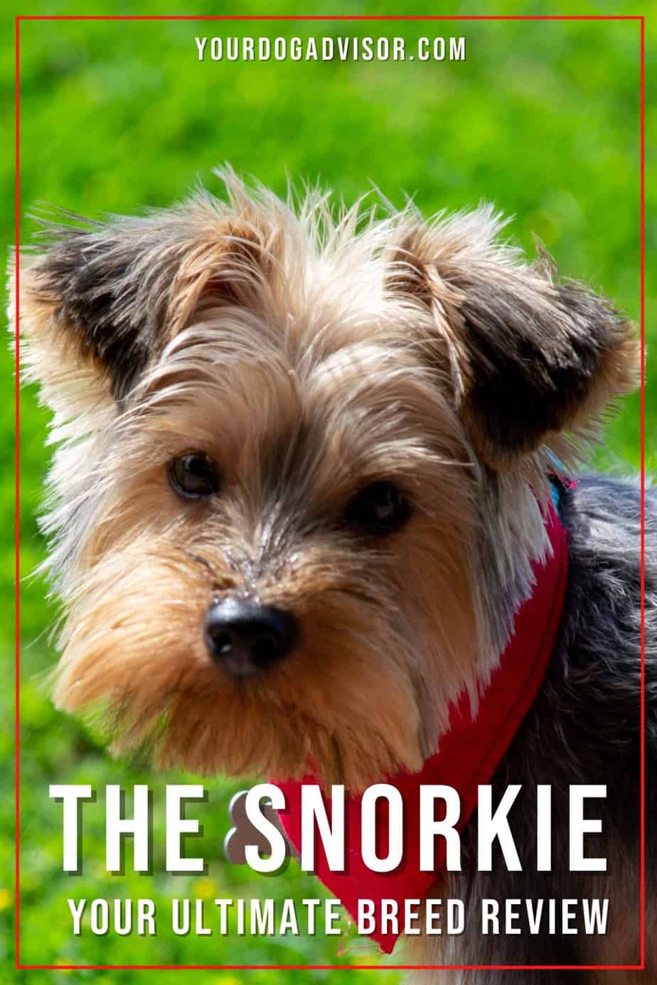 The Snorkie - Your Ultimate Breed Review | Your Dog Advisor