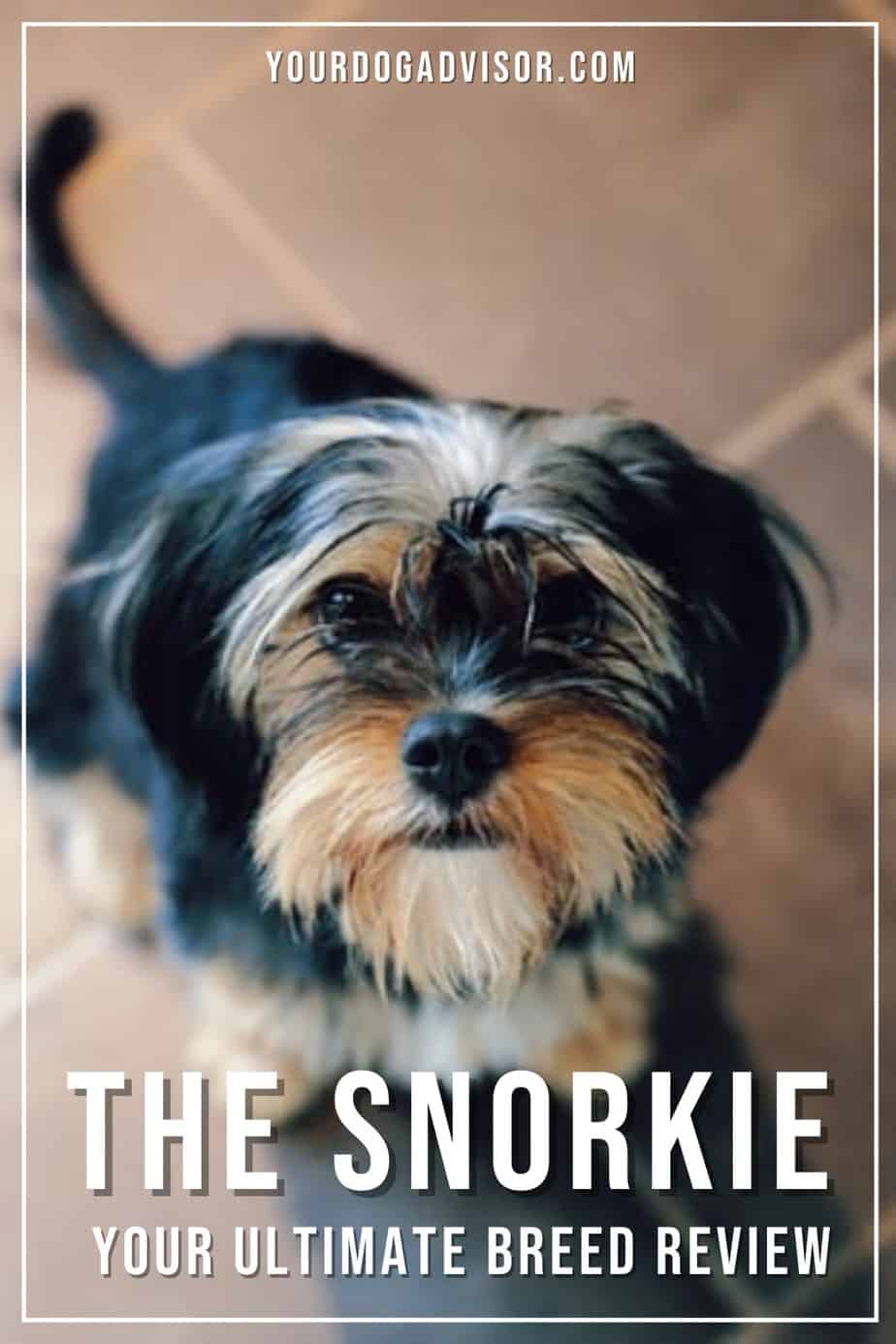 The Snorkie - Your Ultimate Breed Review | Your Dog Advisor