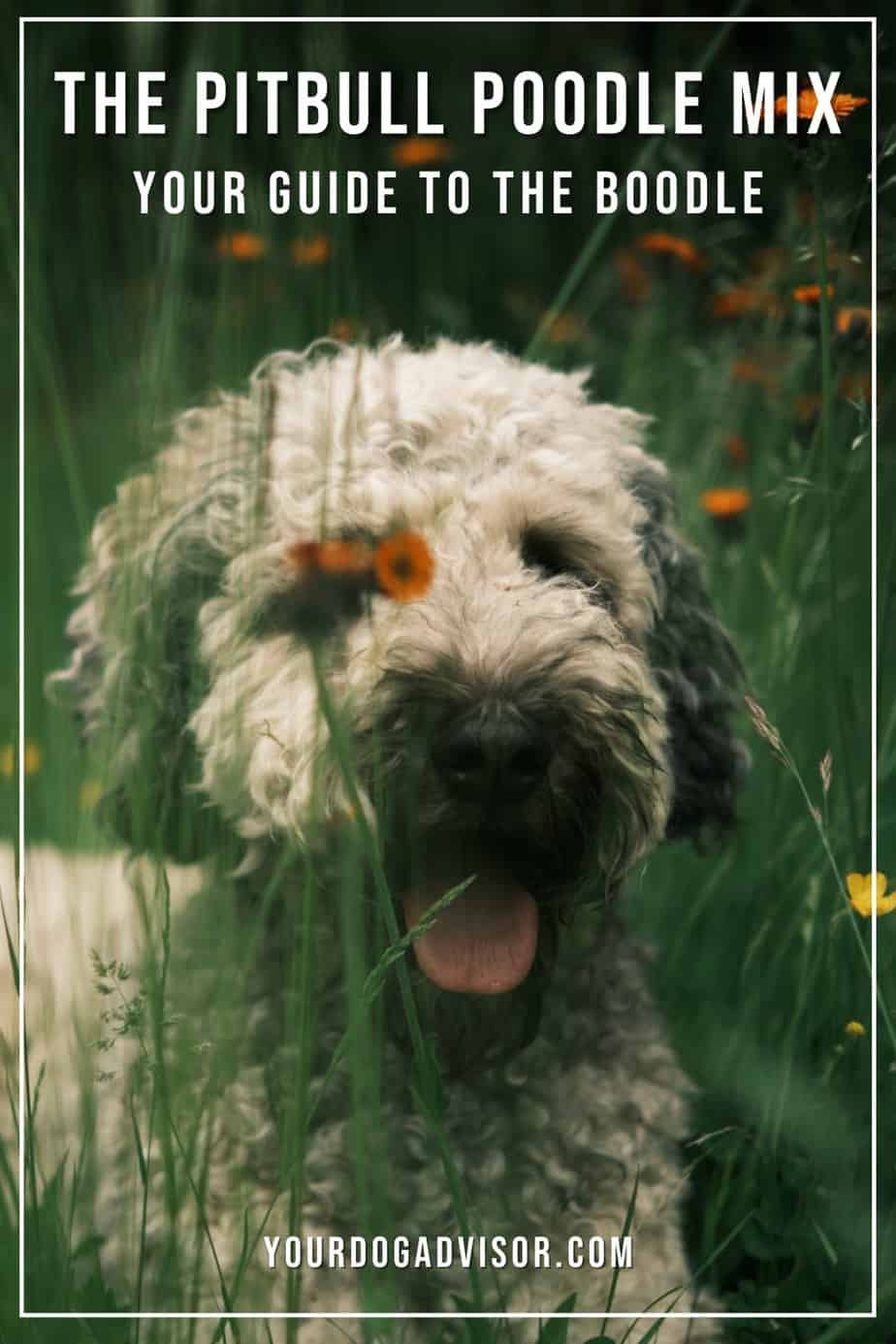 The Pitbull Poodle Mix - Your Guide to the Boodle - Your Dog Advisor