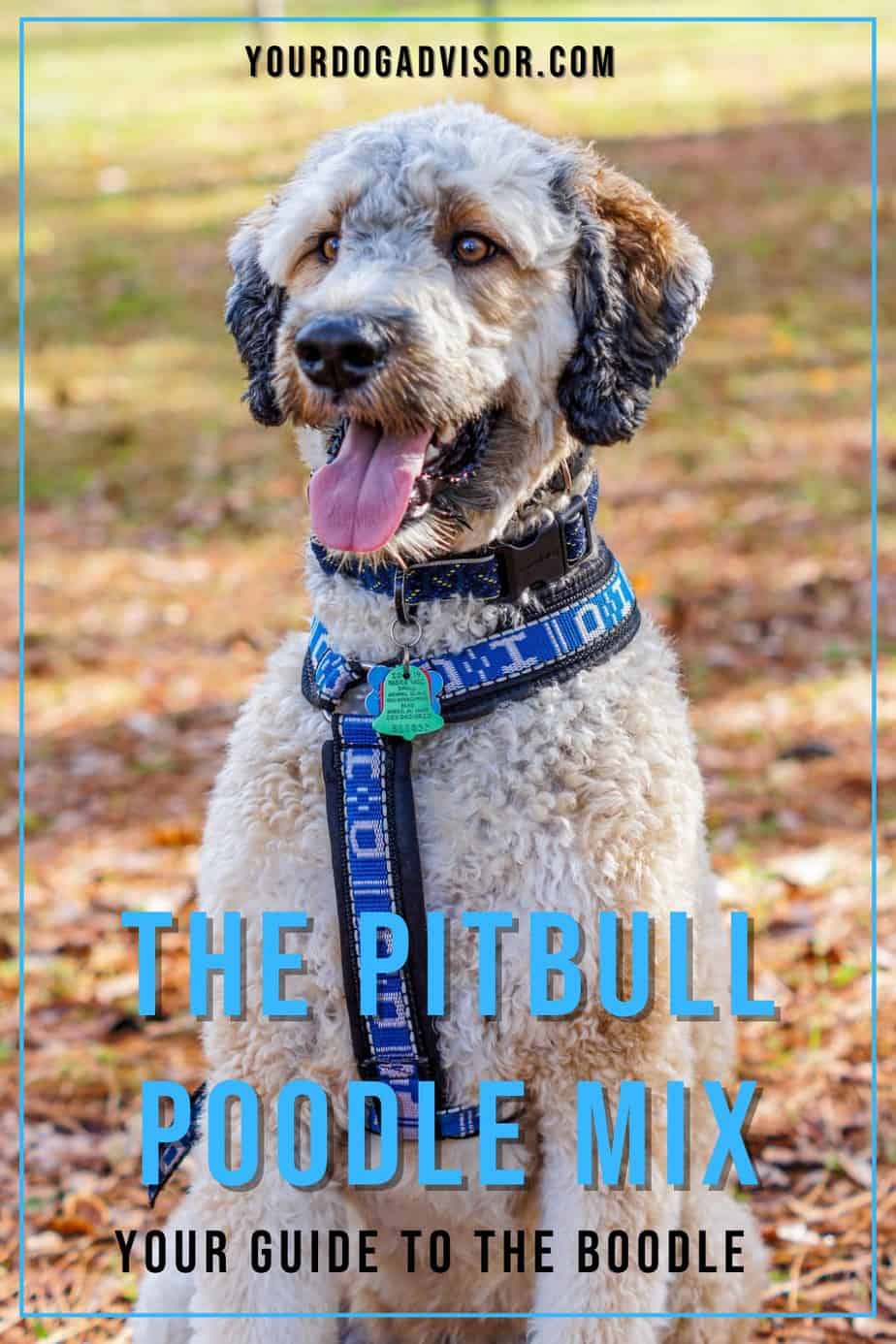 The Pitbull Poodle Mix - Your Guide to the Boodle - Your Dog Advisor