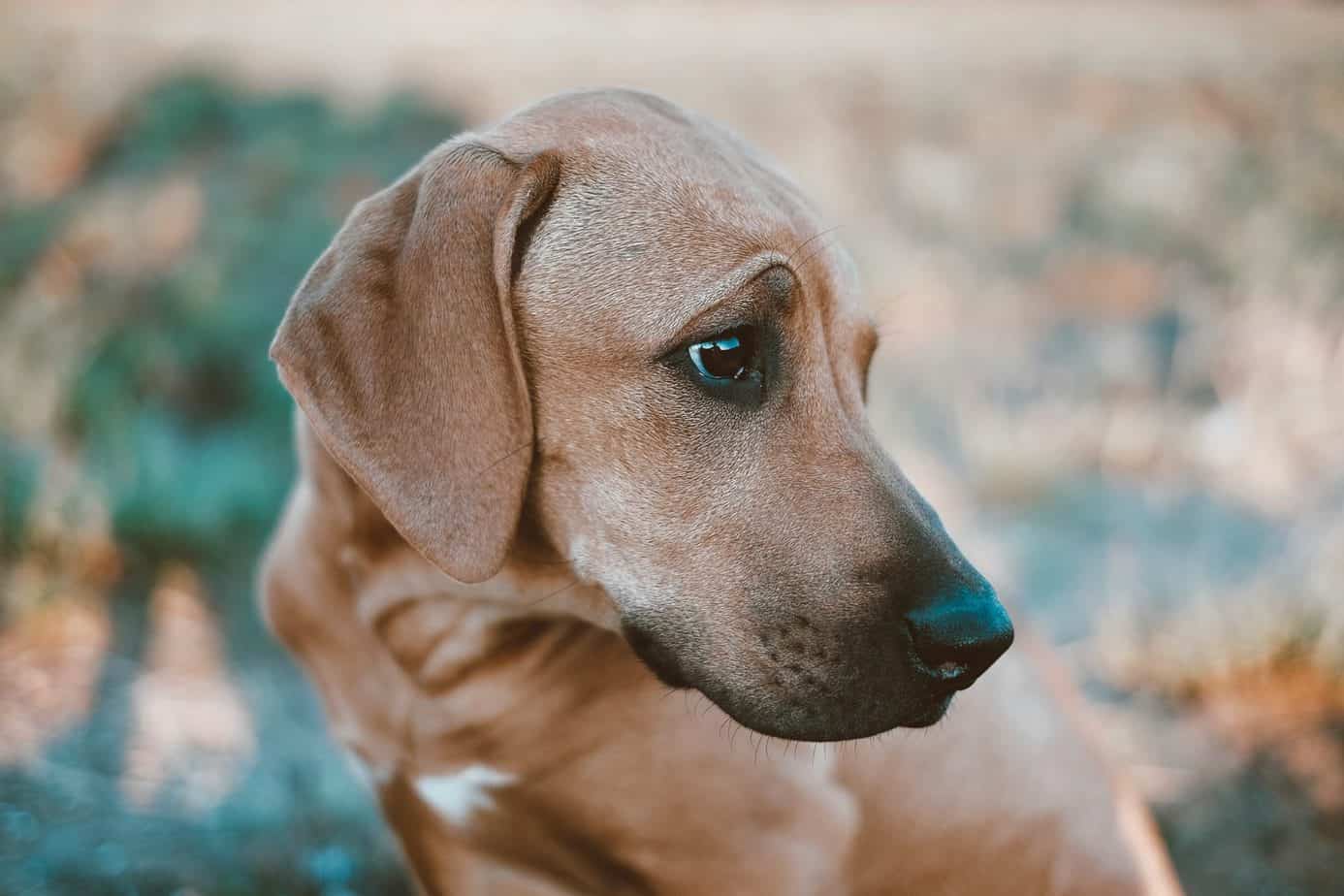 The Rhodesian Ridgeback Lab Mix - Is This The Right Dog For You? | Your ...