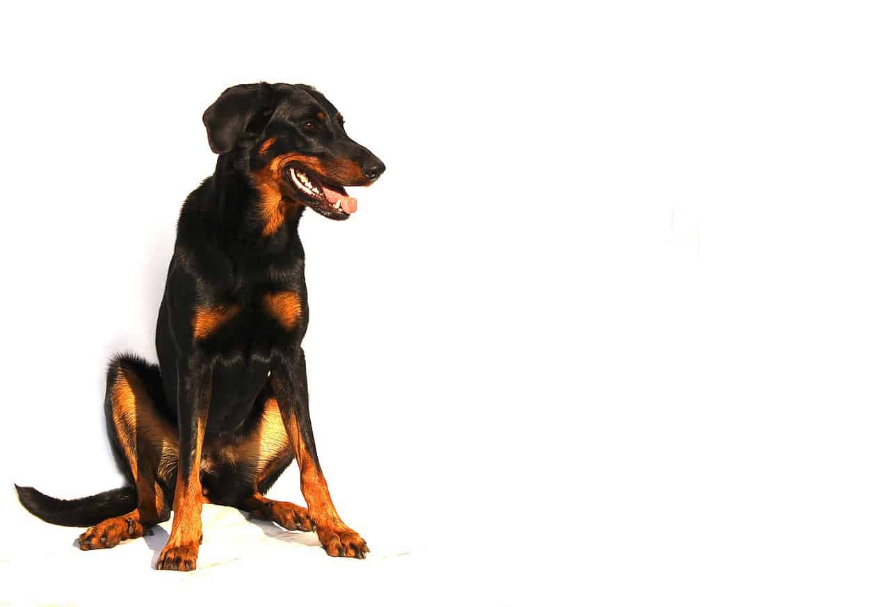 The Beauceron - Your Ultimate Breed Information Guide | Your Dog Advisor