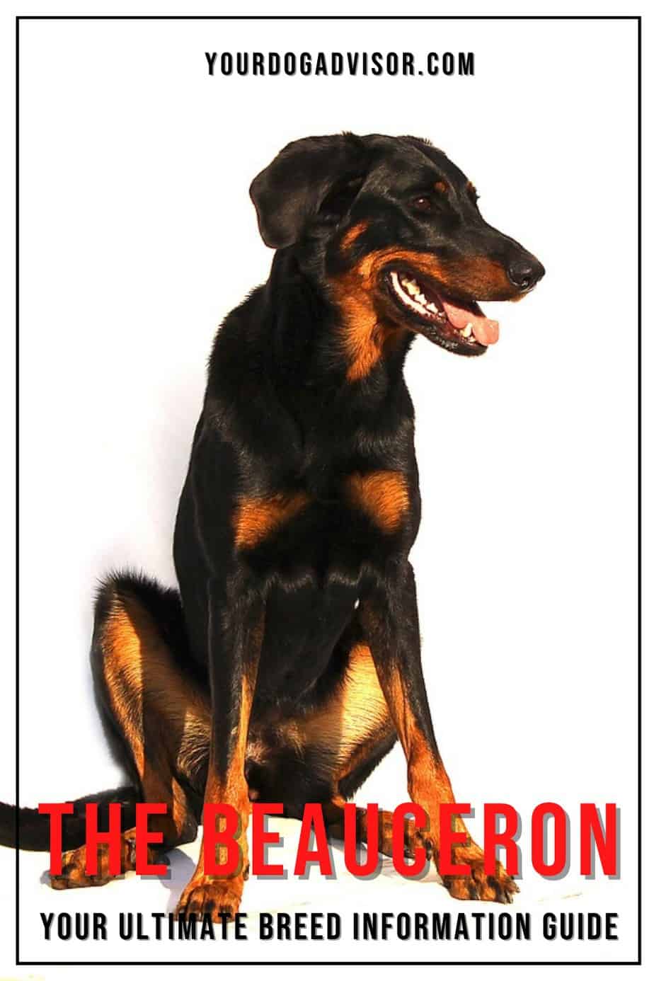 The Beauceron - Your Ultimate Breed Information Guide | Your Dog Advisor