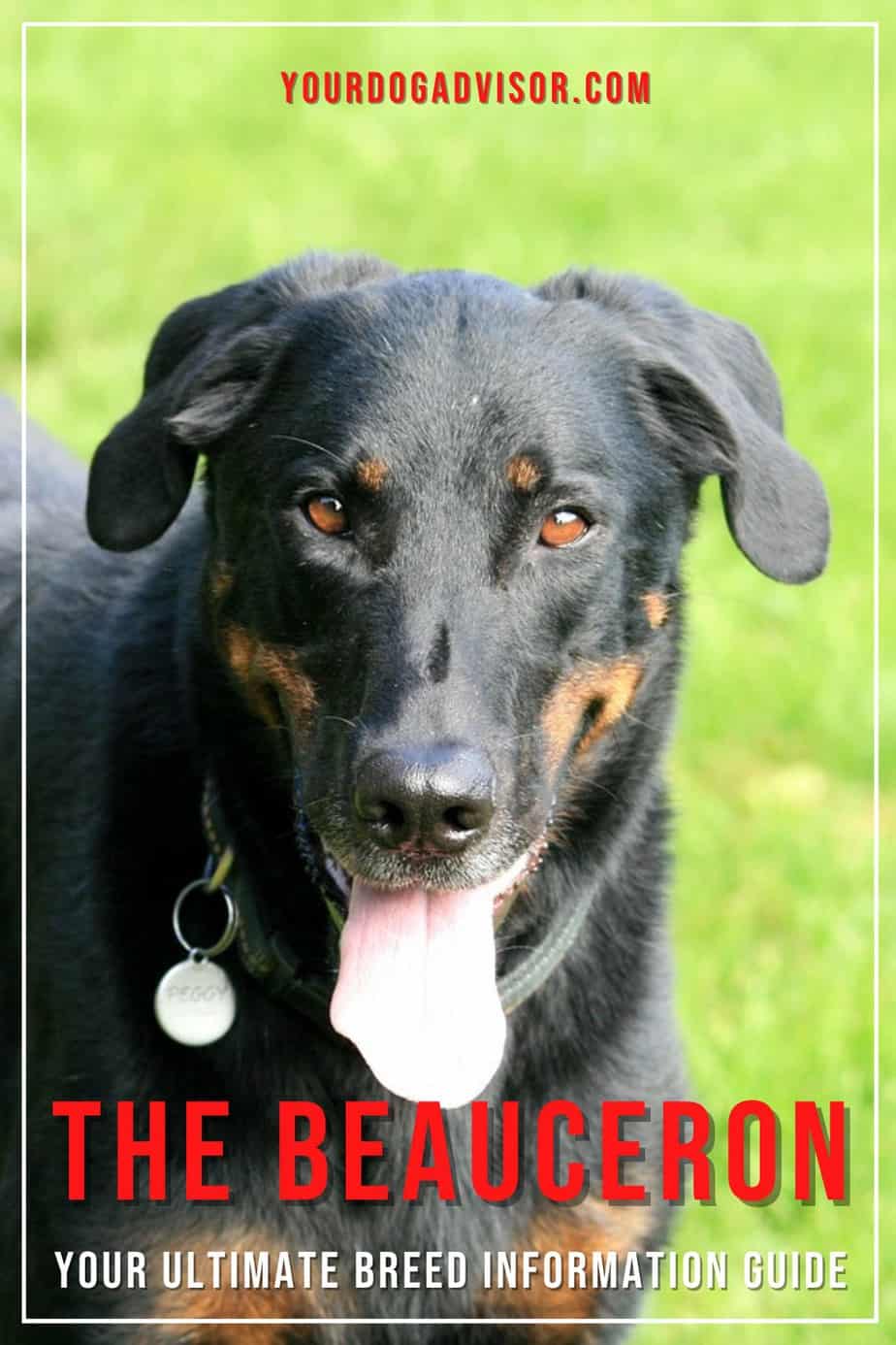 The Beauceron - Your Ultimate Breed Information Guide | Your Dog Advisor