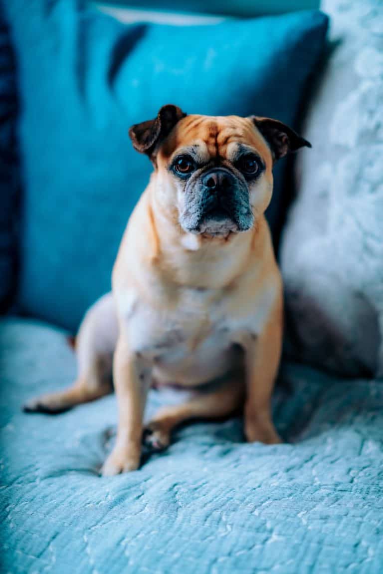 The Frug - Your Ultimate Breed Information Guide | Your Dog Advisor