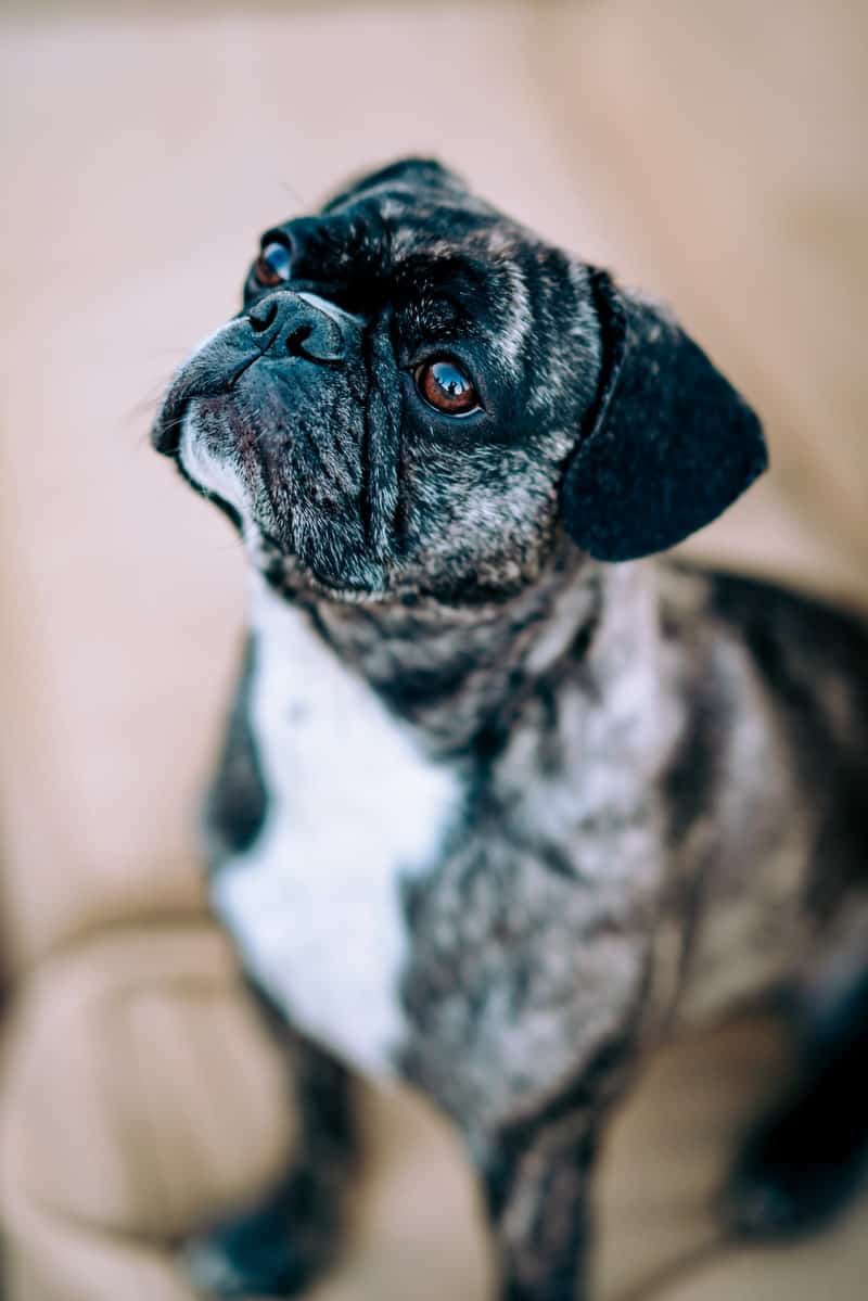 The Frug - Your Ultimate Breed Information Guide | Your Dog Advisor