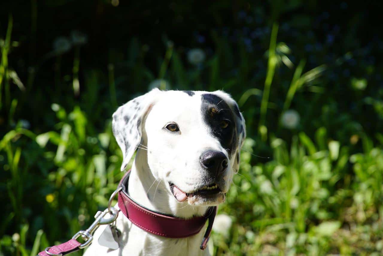 12 Boxer Mix Dog Breeds That We Love | Your Dog Advisor