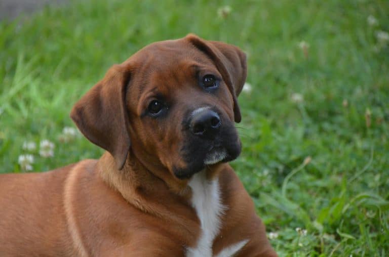 12 Boxer Mix Dog Breeds That We Love | Your Dog Advisor