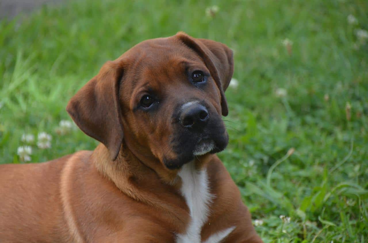 12 Boxer Mix Dog Breeds That We Love | Your Dog Advisor