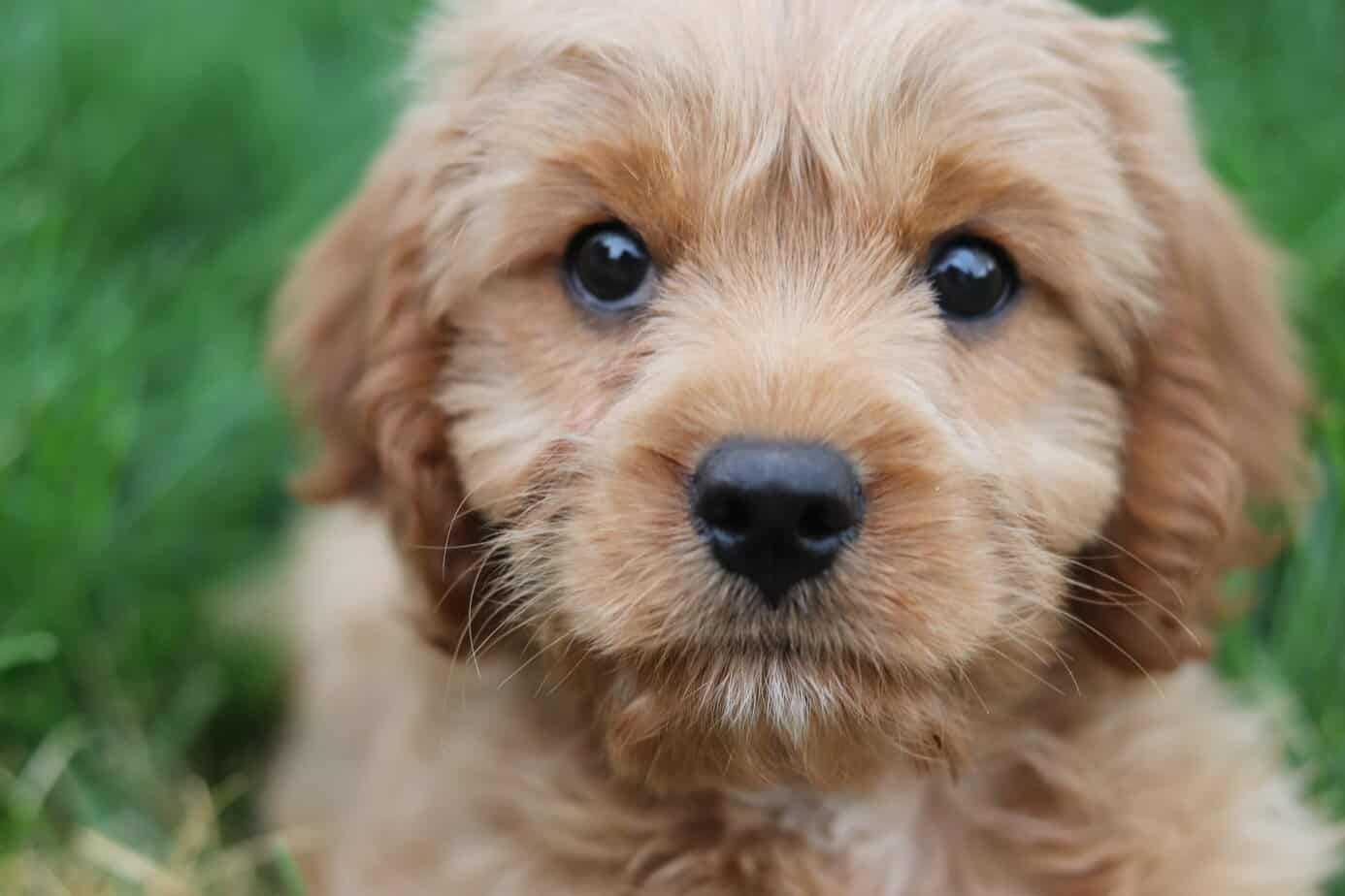 How Much Is A Cavapoo? A Breakdown Of Cavapoo Prices | Your Dog Advisor