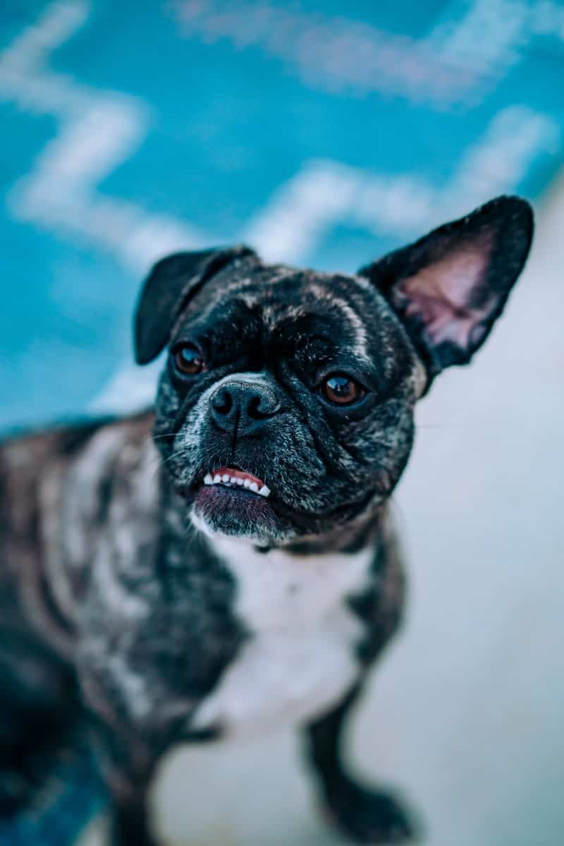 The Frug - Your Ultimate Breed Information Guide | Your Dog Advisor