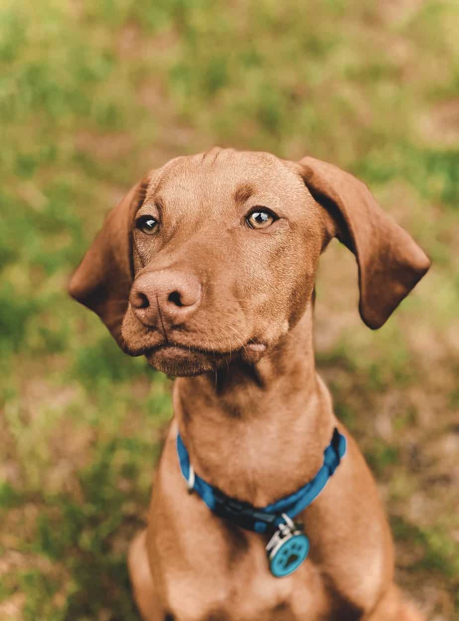The Vizsla Weimaraner Mix - Your Ultimate Breed Information Guide ...