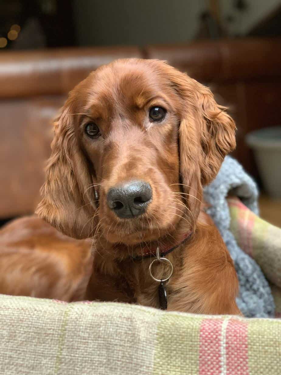 The Golden Cocker Retriever - Your Ultimate Breed Information Guide ...