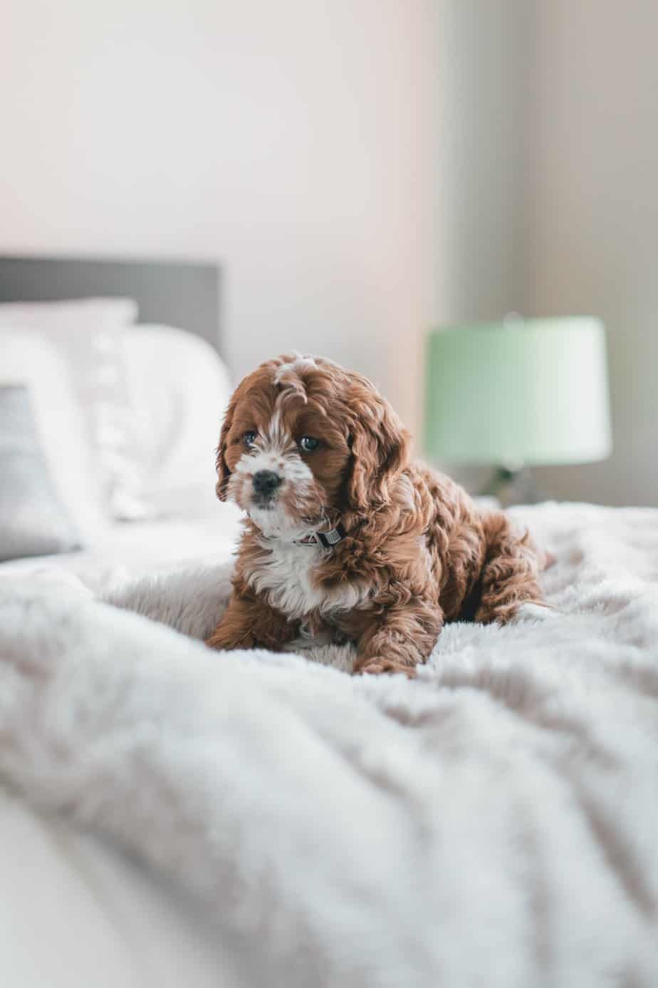 How Much Is A Cavapoo? A Breakdown Of Cavapoo Prices | Your Dog Advisor