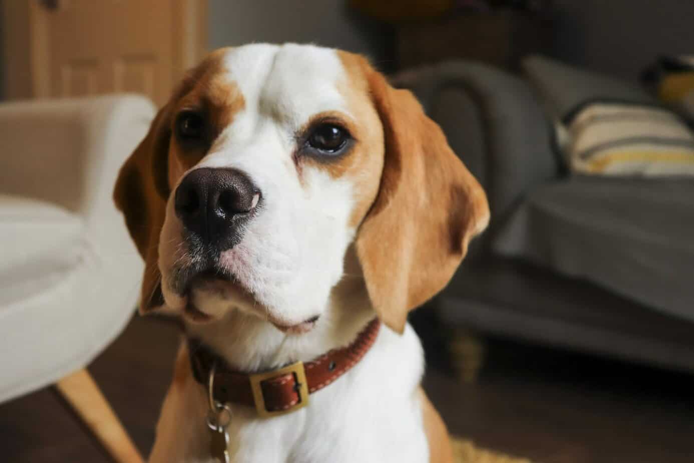 12 Boxer Mix Dog Breeds That We Love | Your Dog Advisor