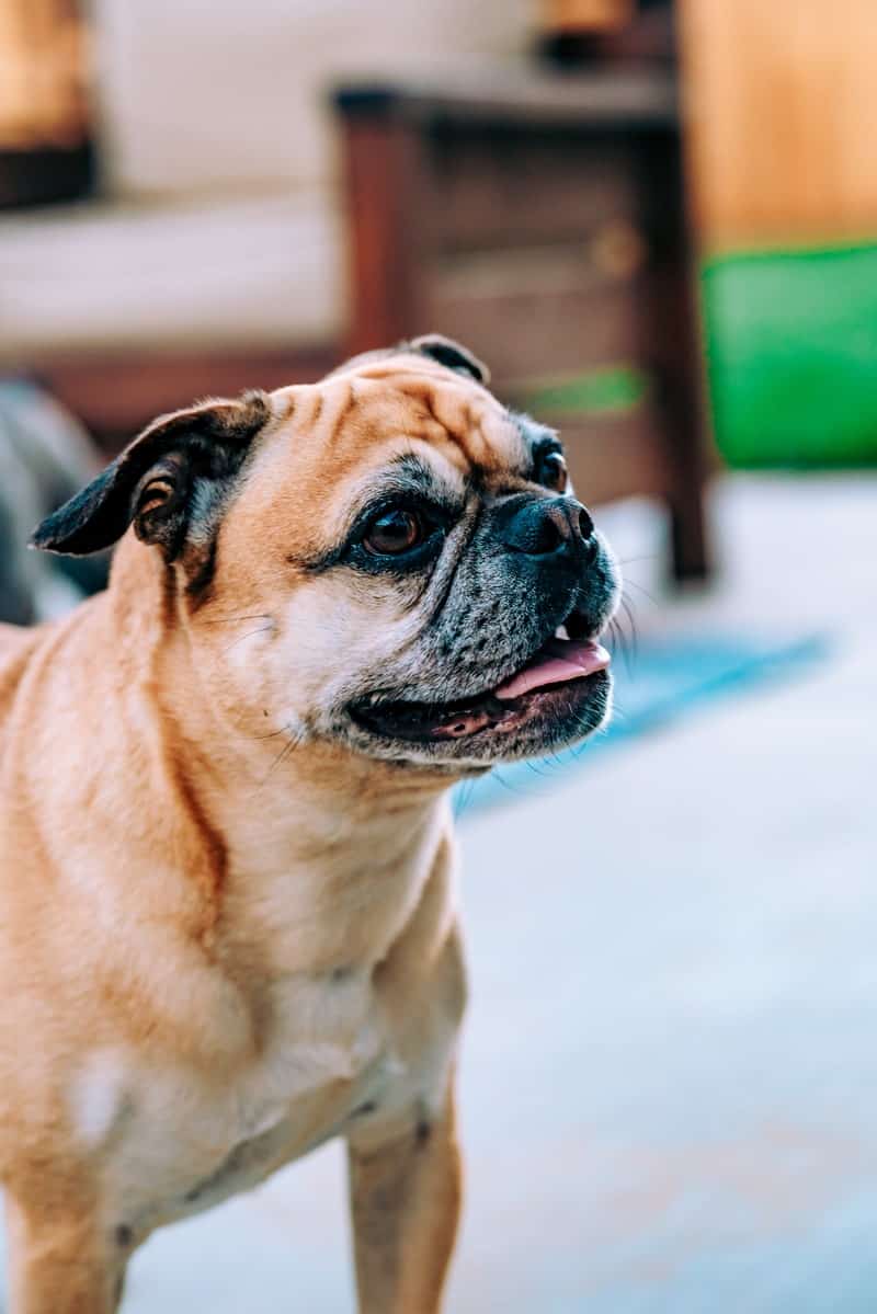 The Frug - Your Ultimate Breed Information Guide | Your Dog Advisor