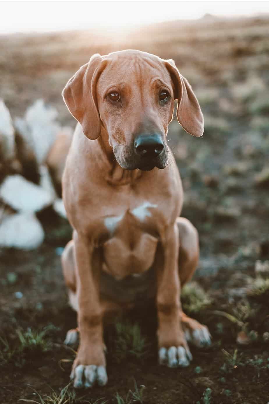 Rhodesian Ridgeback Price Guide - How Much Is A Rhodesian Ridgeback ...