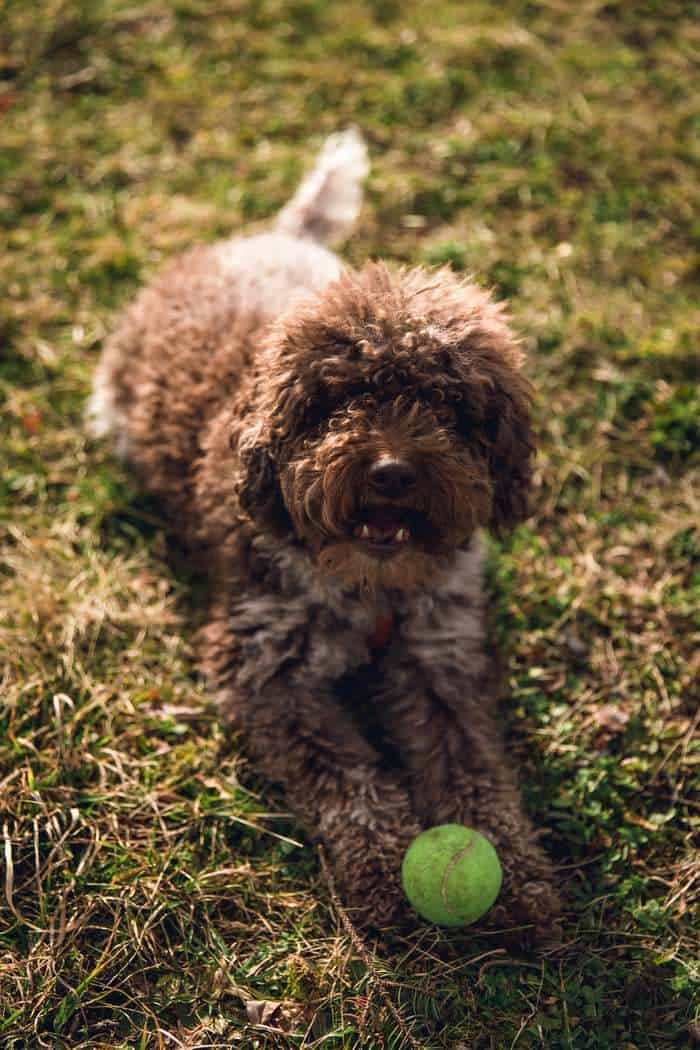 The Saint Berdoodle - Your Ultimate Breed Information Guide | Your Dog ...
