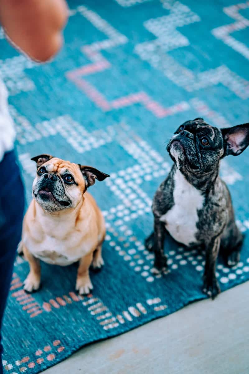 The Frug - Your Ultimate Breed Information Guide | Your Dog Advisor