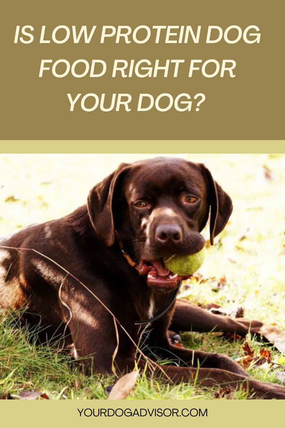 Is Low Protein Dog Food Right for Your Dog? | Your Dog Advisor