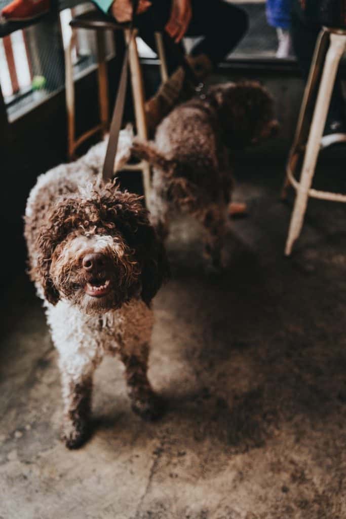 The Saint Berdoodle - Your Ultimate Breed Information Guide | Your Dog ...