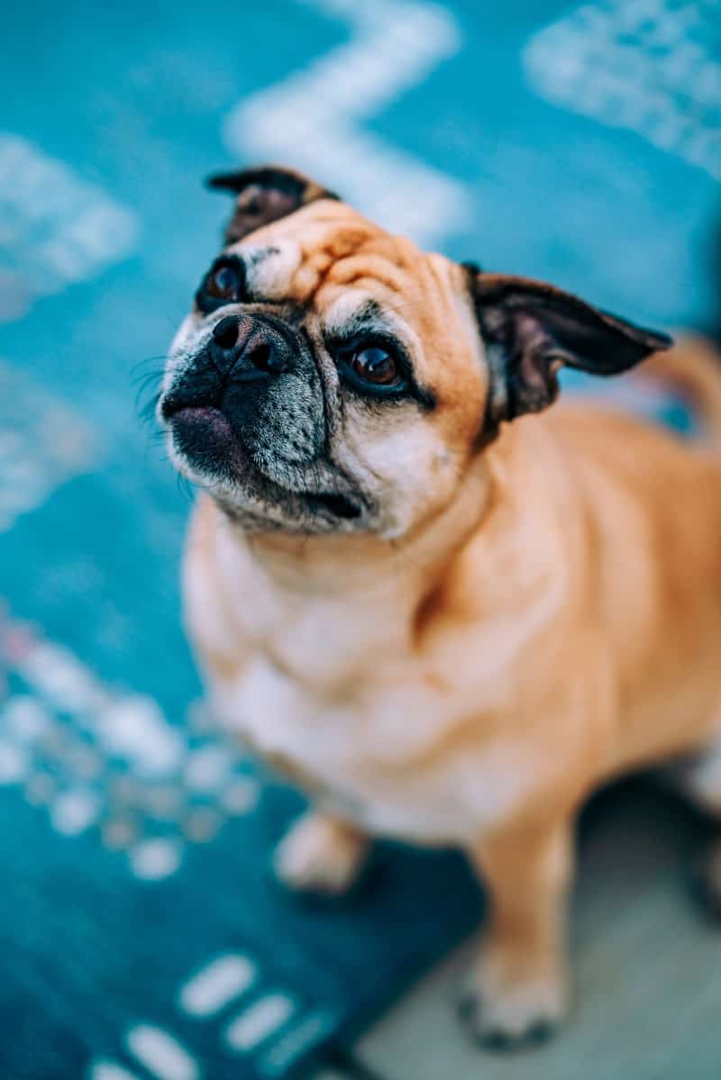 The Frug - Your Ultimate Breed Information Guide | Your Dog Advisor