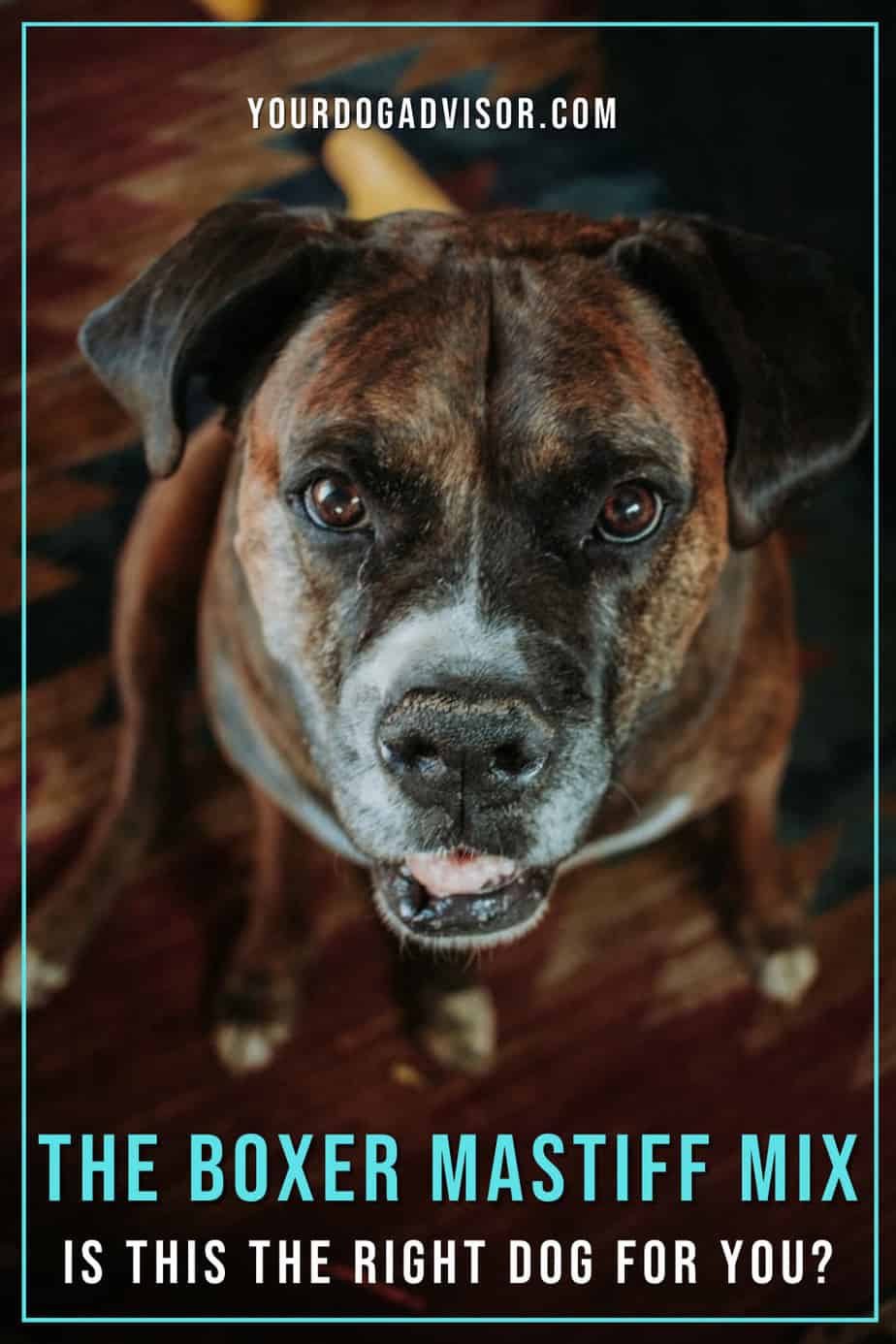 The Boxer Mastiff Mix Dog Breed Information | Your Dog Advisor