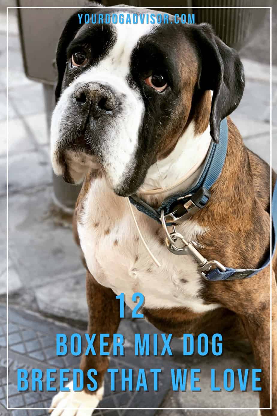 12 Boxer Mix Dog Breeds That We Love | Your Dog Advisor
