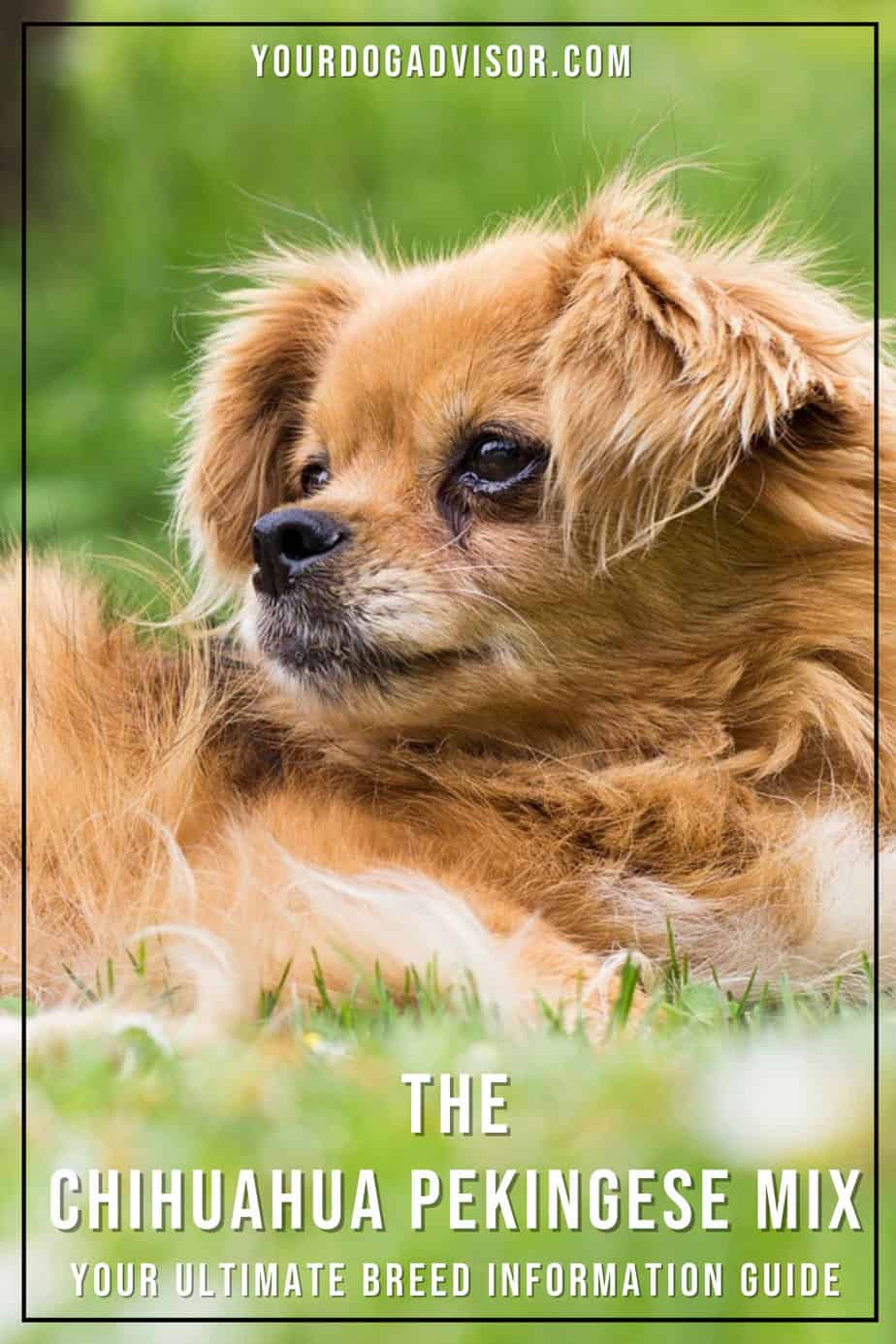 Chihuahua Pekingese Mix - Your Ultimate Breed Information Guide | Your ...