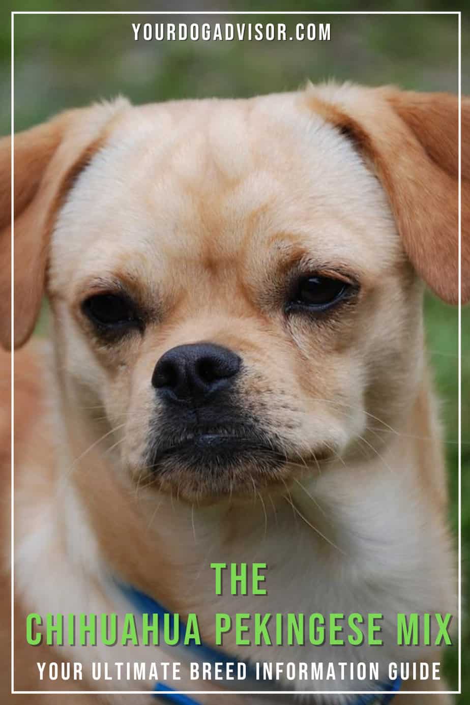 Chihuahua Pekingese Mix - Your Ultimate Breed Information Guide | Your ...