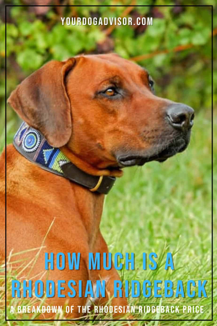 Rhodesian Ridgeback Price Guide - How Much Is A Rhodesian Ridgeback ...