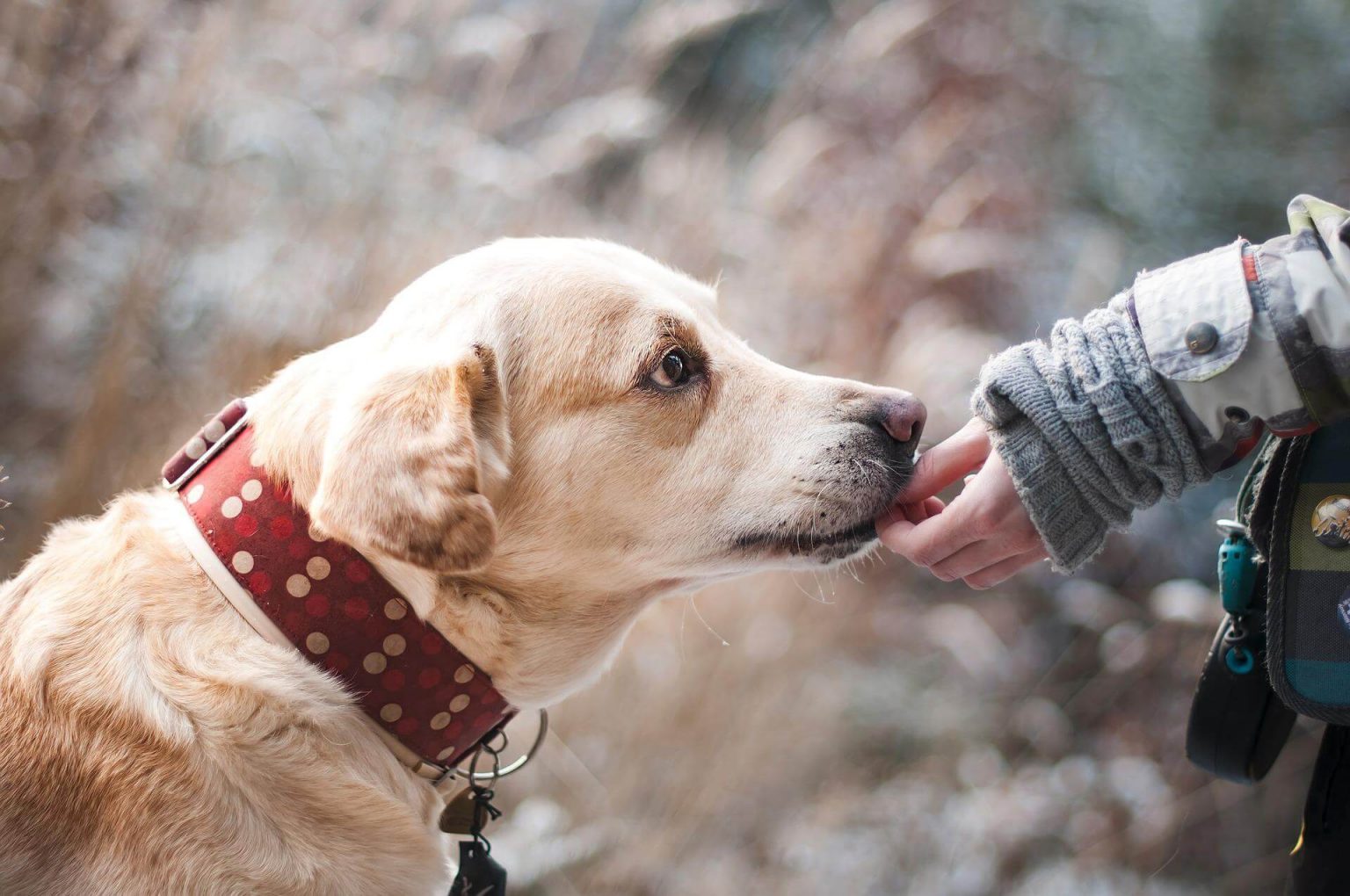 How Long Do Dogs Remember People? - Your Dog Advisor