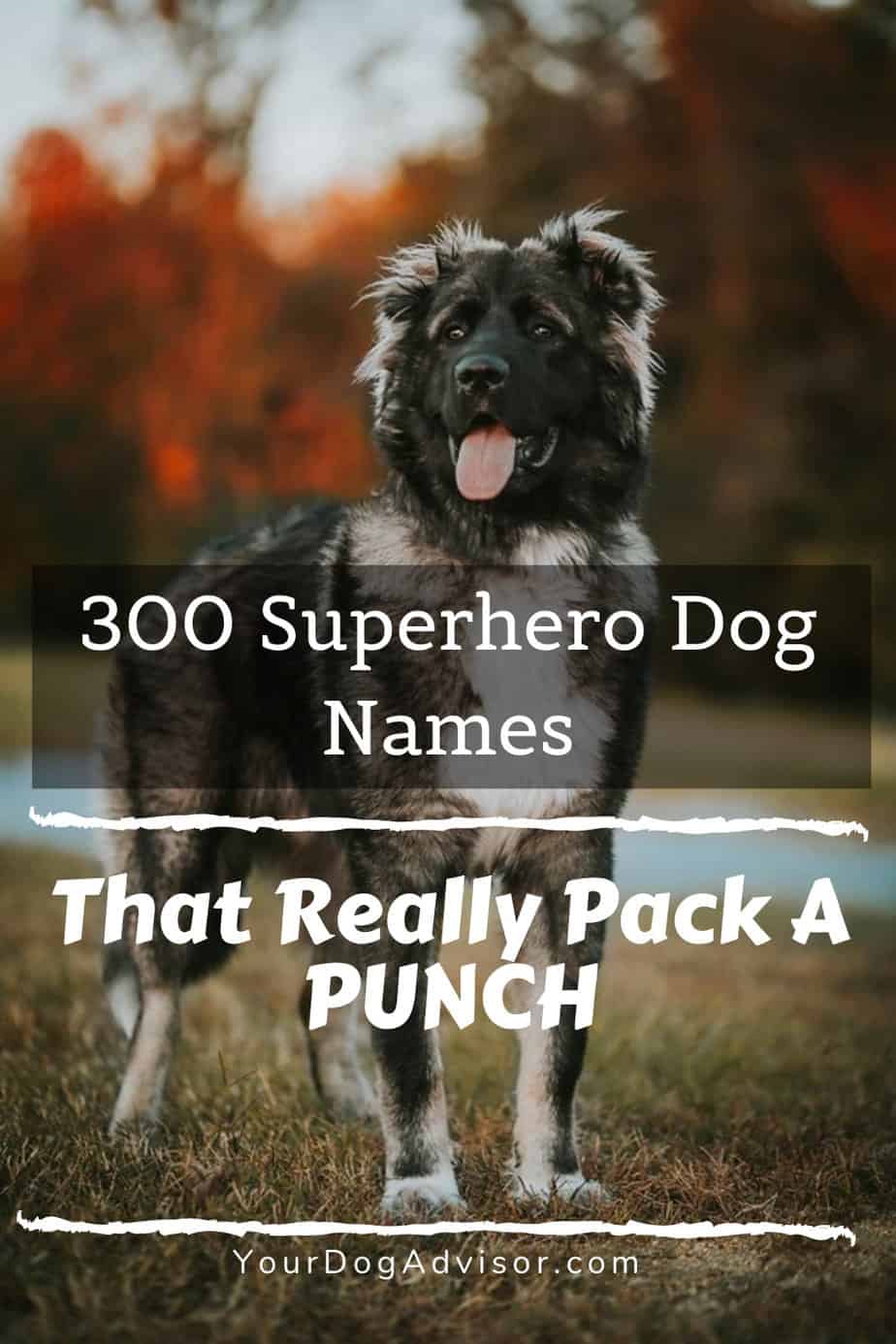 300 Superhero Dog Names That Really Pack A Punch | Your Dog Advisor