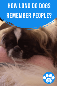 How Long Do Dogs Remember People? - Your Dog Advisor