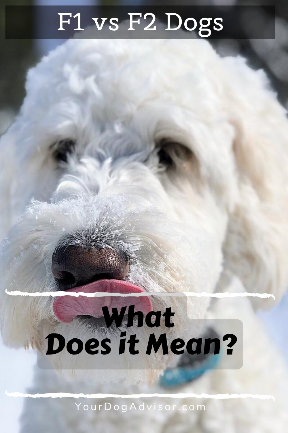 F1 vs. F2 Dogs (and What F1b, F2b, and F3 Dog Breeds Mean) - Your Dog ...