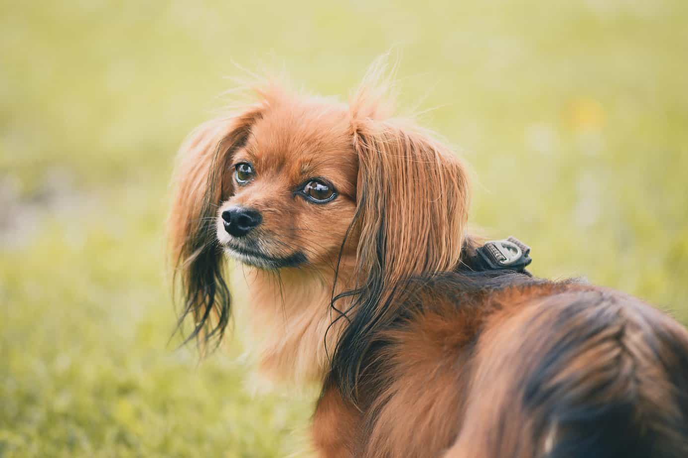 25 Most Aggressive Dog Breeds | Your Dog Advisor