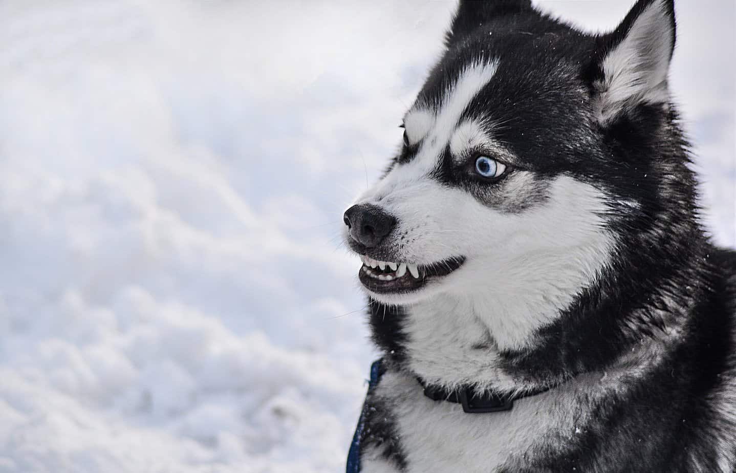 Are Huskies Aggressive? Get to Know When They Can Be | Your Dog Advisor