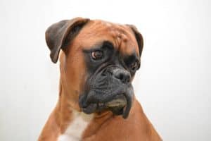 25 Most Aggressive Dog Breeds | Your Dog Advisor
