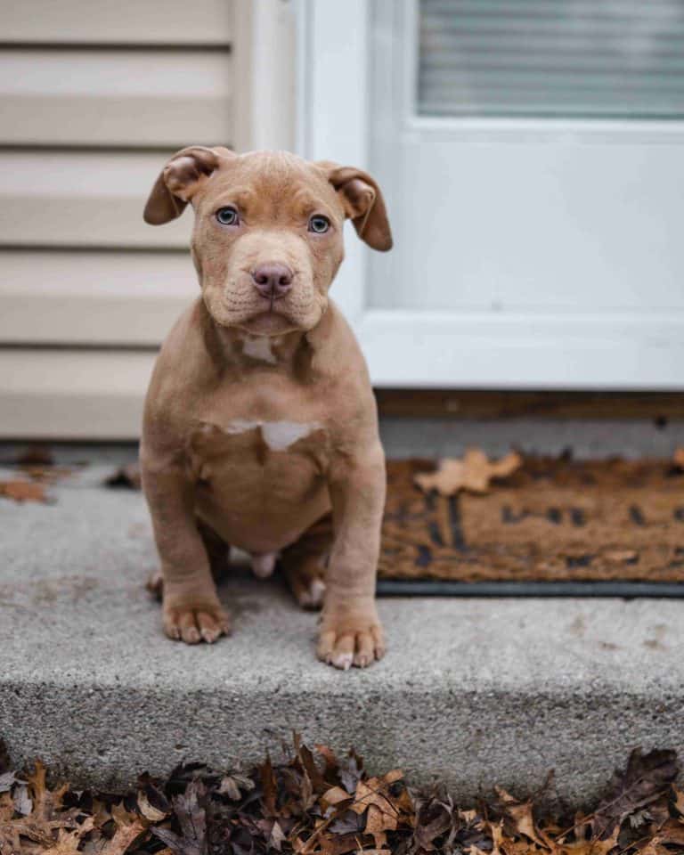 Tri-Color Pitbull Dog Breed Information | Your Dog Advisor