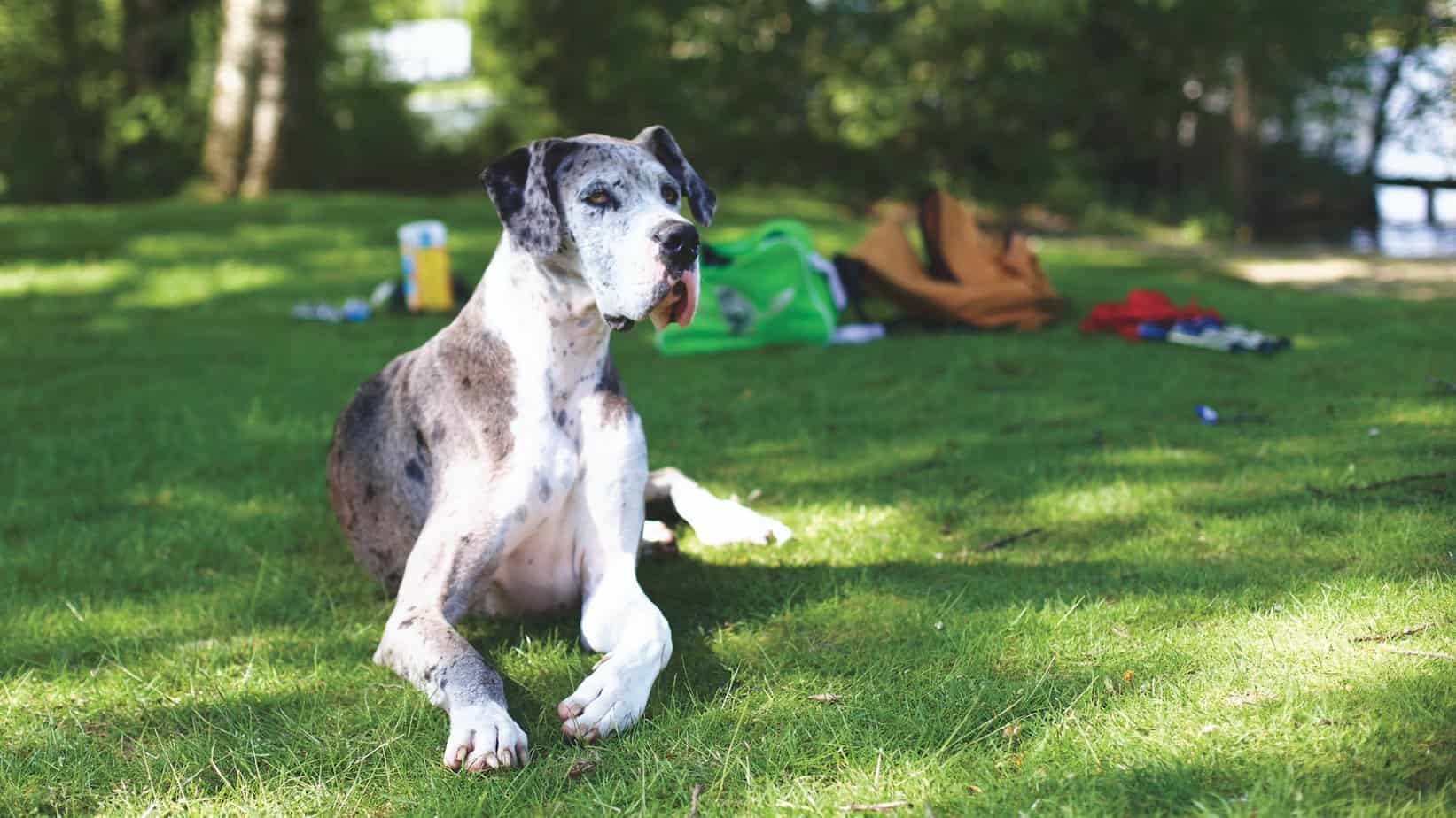 20 Most Affectionate Dog Breeds That Love Cuddling - Your Dog Advisor