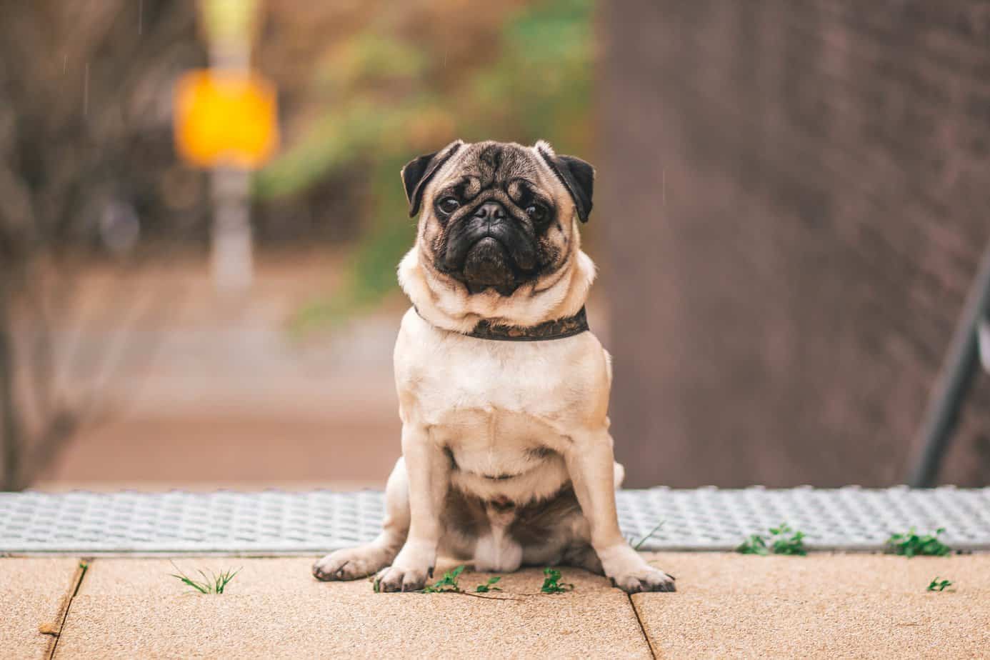 World's 20 Laziest Low Energy Dog Breeds - Your Dog Advisor