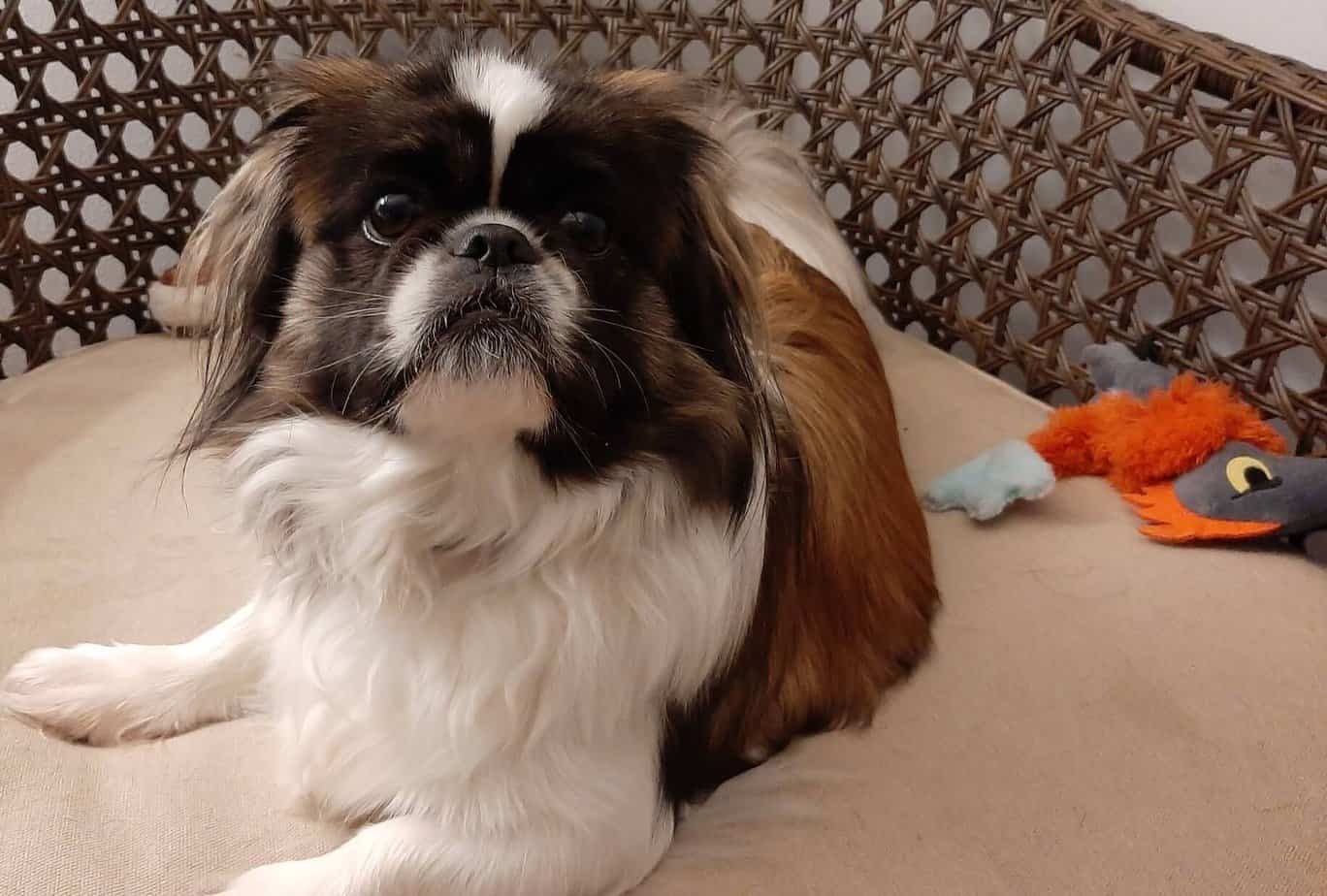 How to Address Sudden Excessive Drooling in Dogs | Your Dog Advisor